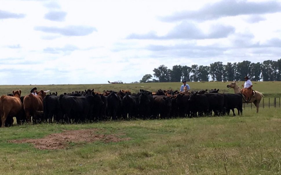 La recría sigue siendo un negocio “bueno”, pero “los márgenes se acotan ...