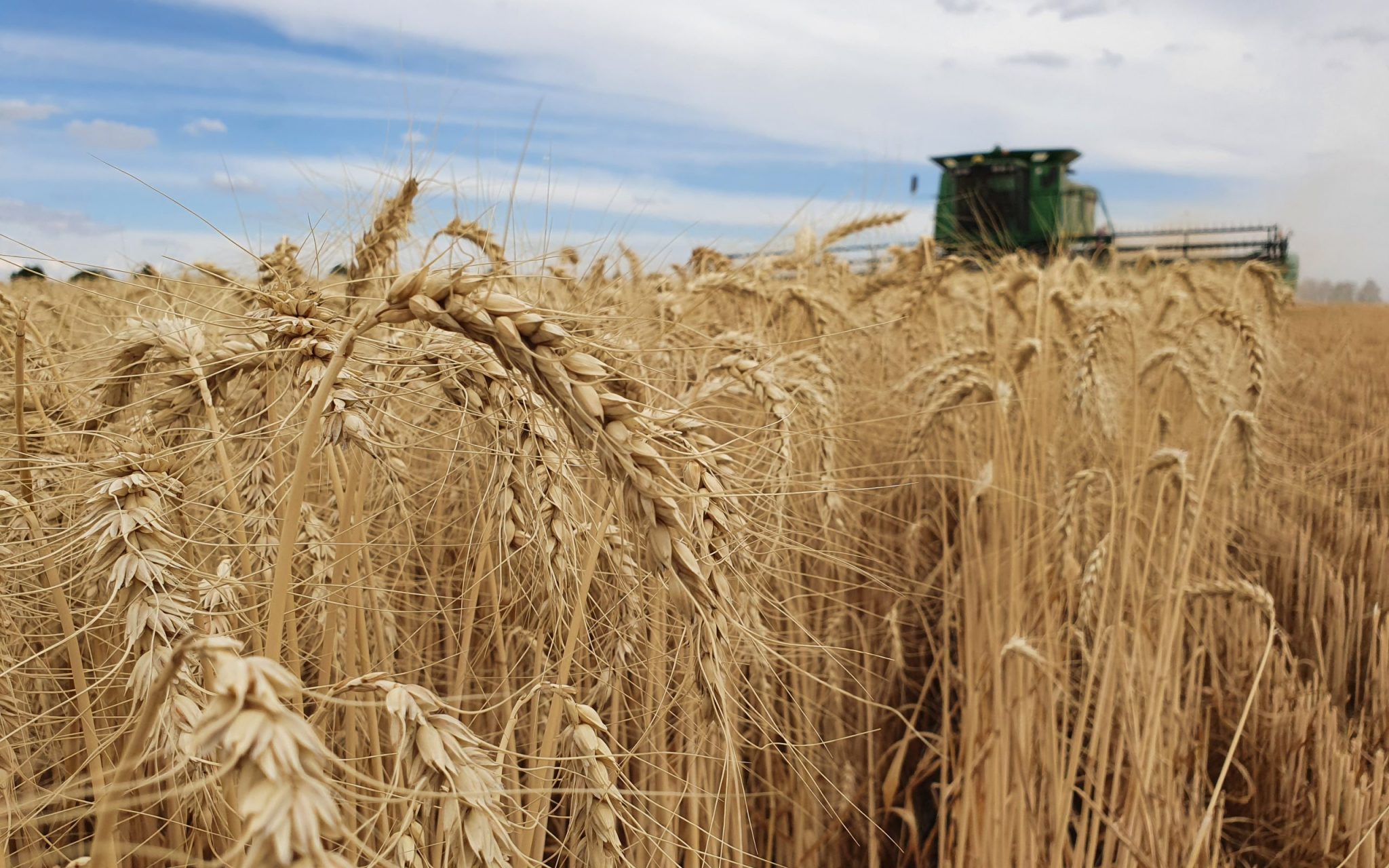 Argentina: el trigo 2025/26 muestra una proteína promedio de 9,6% en ...